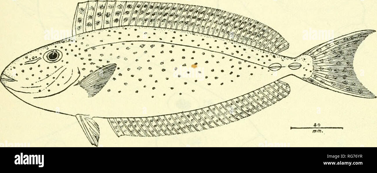 . Bulletin - United States National Museum. Science. FISHES OF THE ...