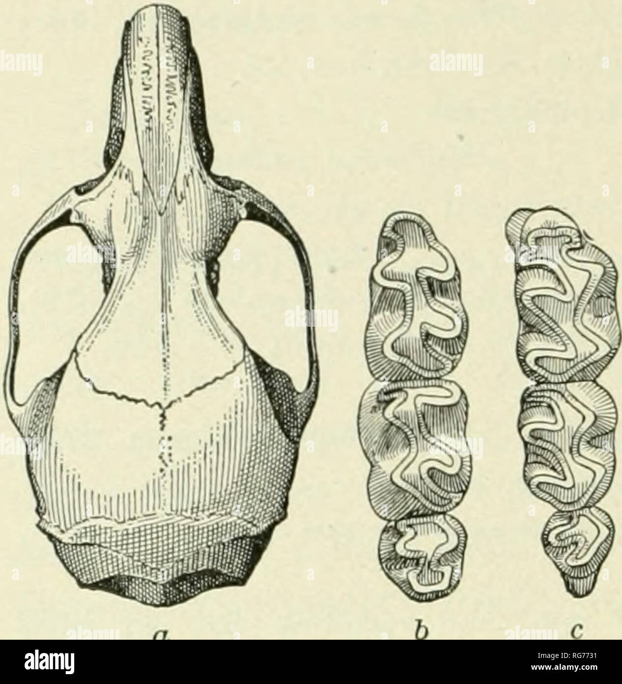 Heavy supraorbital hi-res stock photography and images - Alamy
