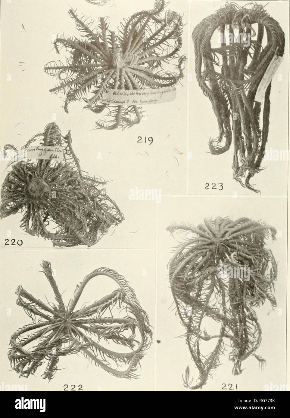 . Bulletin - United States National Museum. Science. U. S NATIONAL ...