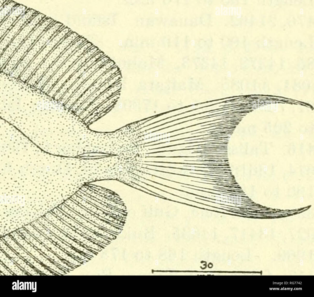 . Bulletin - United States National Museum. Science. Fia. 11.—HEPATUS ...