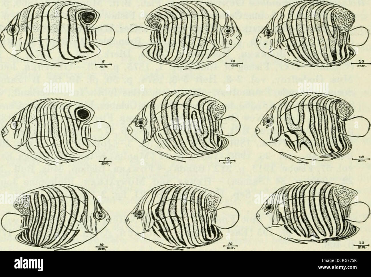 Part of fish spine hi-res stock photography and images - Alamy