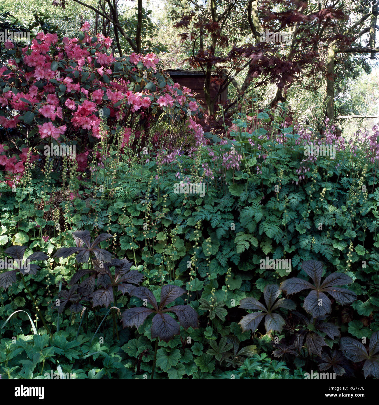 Pink rhododendron in wide Spring border Stock Photo - Alamy