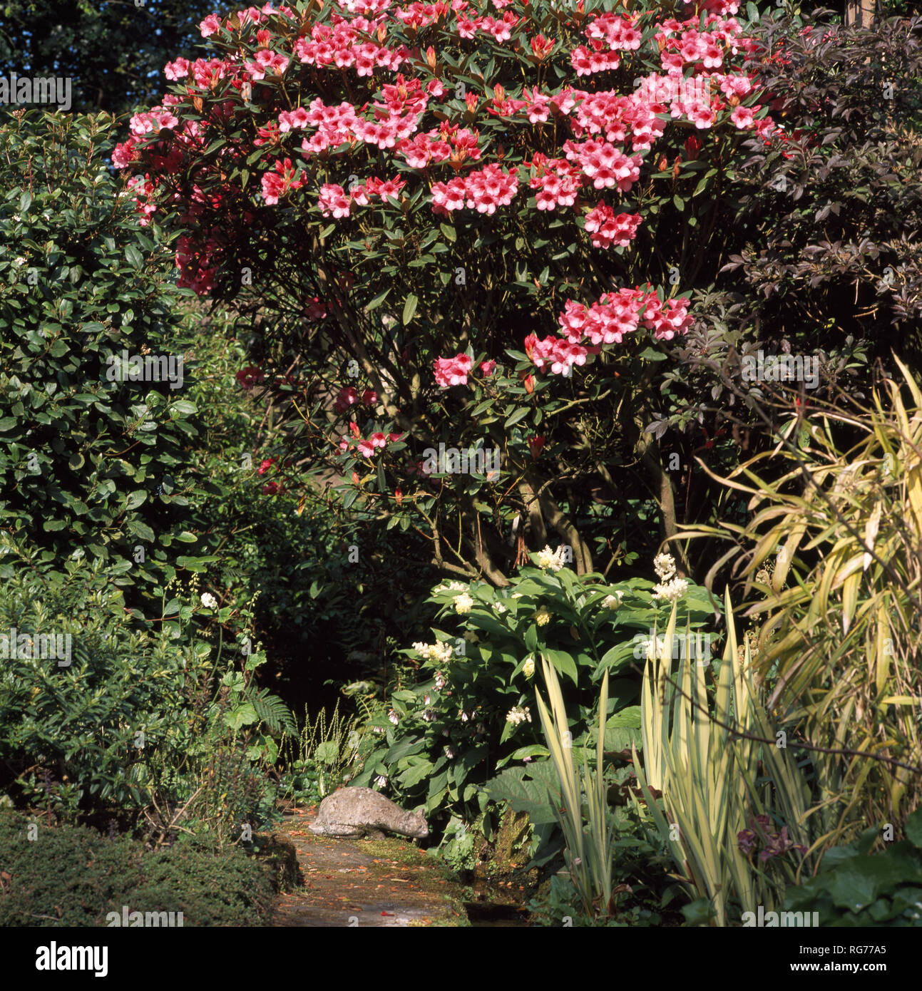 Pink rhododendron in a spring border Stock Photo - Alamy