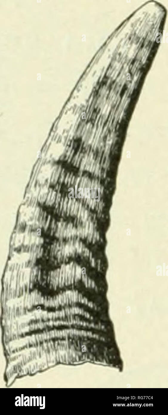 . Bulletin - United States National Museum. Science. 242 BULLETIN 56 ...