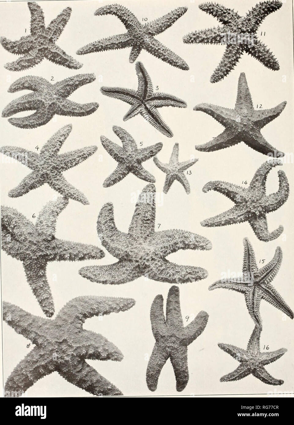 Pisaster giganteus hi-res stock photography and images - Alamy