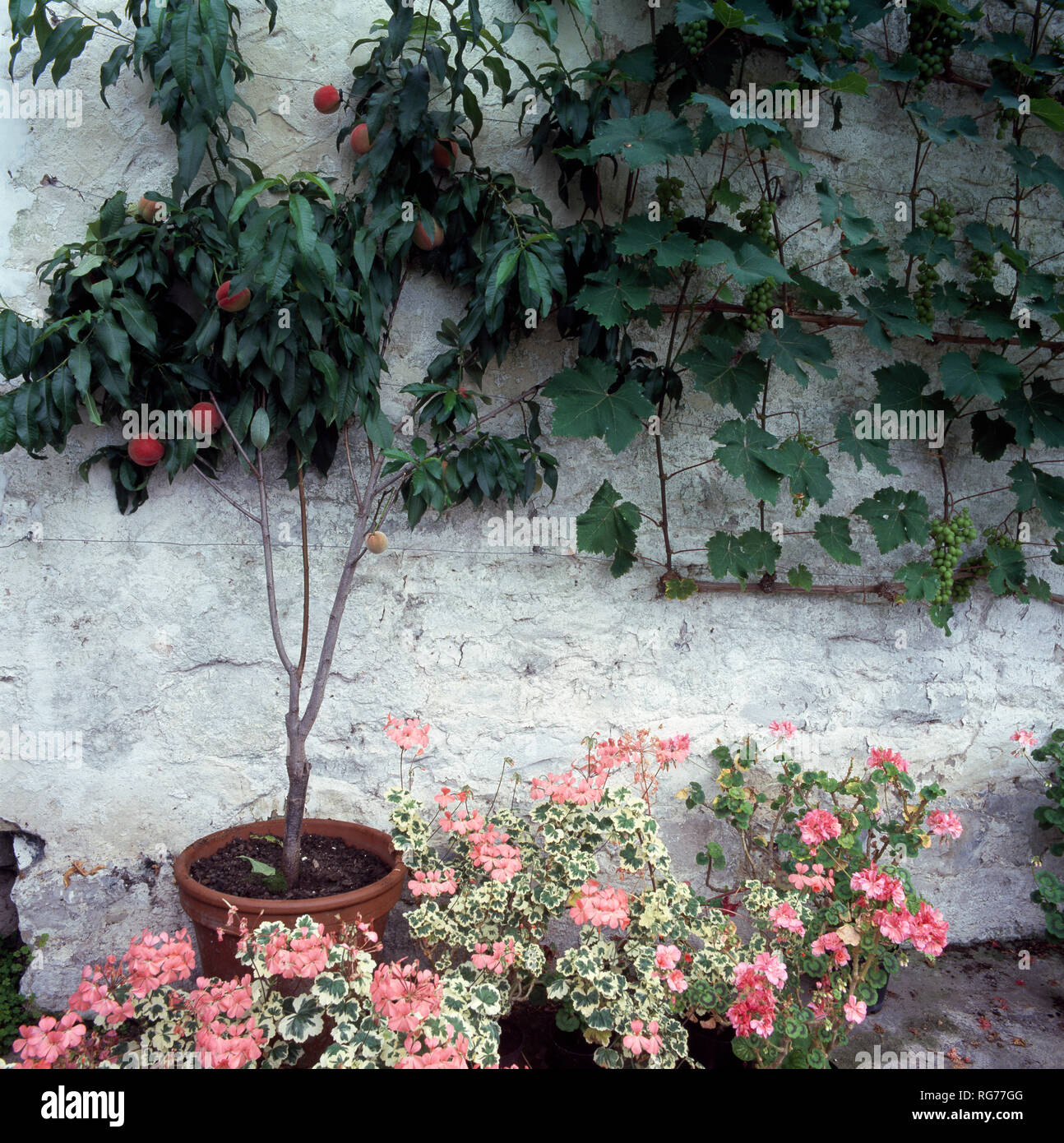 Peach tree uk wall hi-res stock photography and images - Alamy