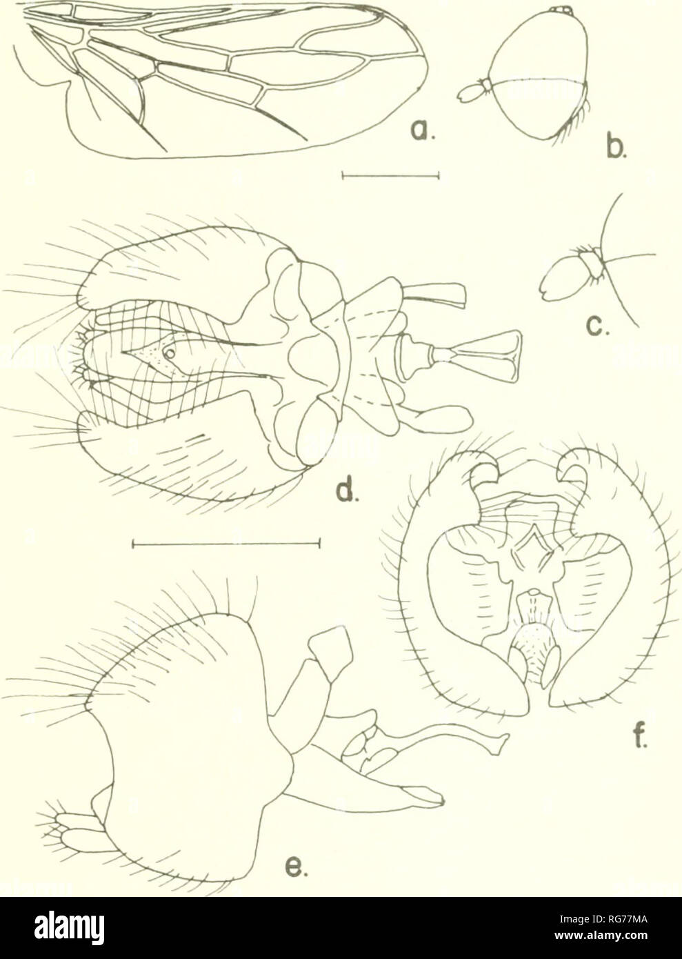 . Bulletin - United States National Museum. Science. SCENOPINIDAE OF ...