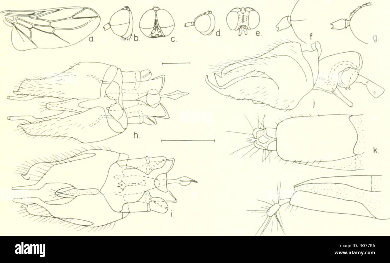 Halter wing hi-res stock photography and images - Alamy