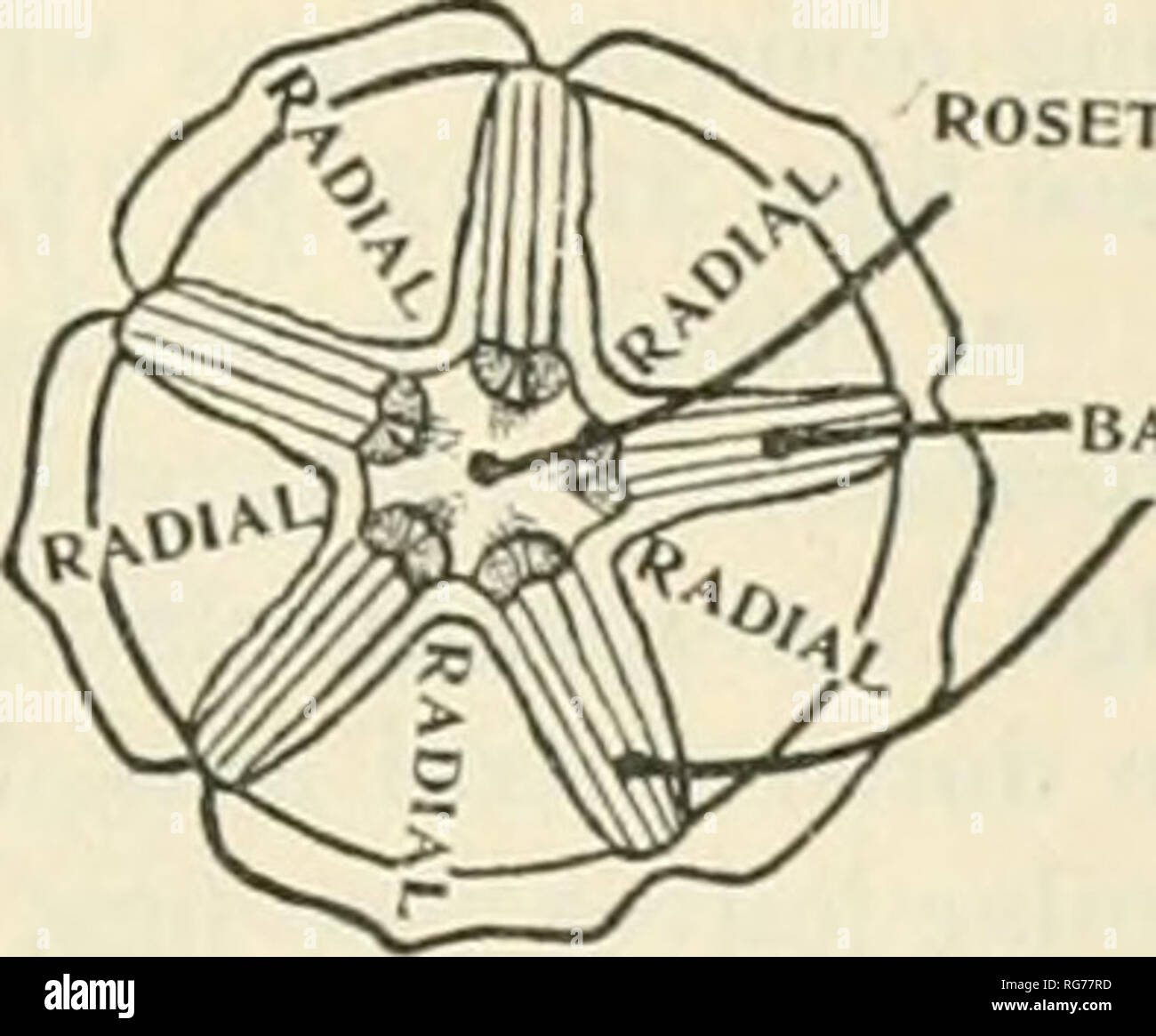 Basal Rosette Stock Photos & Basal Rosette Stock Images - Alamy
