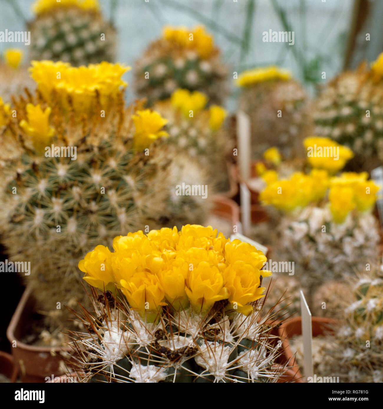 Close-up of yellow flowering cacti Stock Photo - Alamy