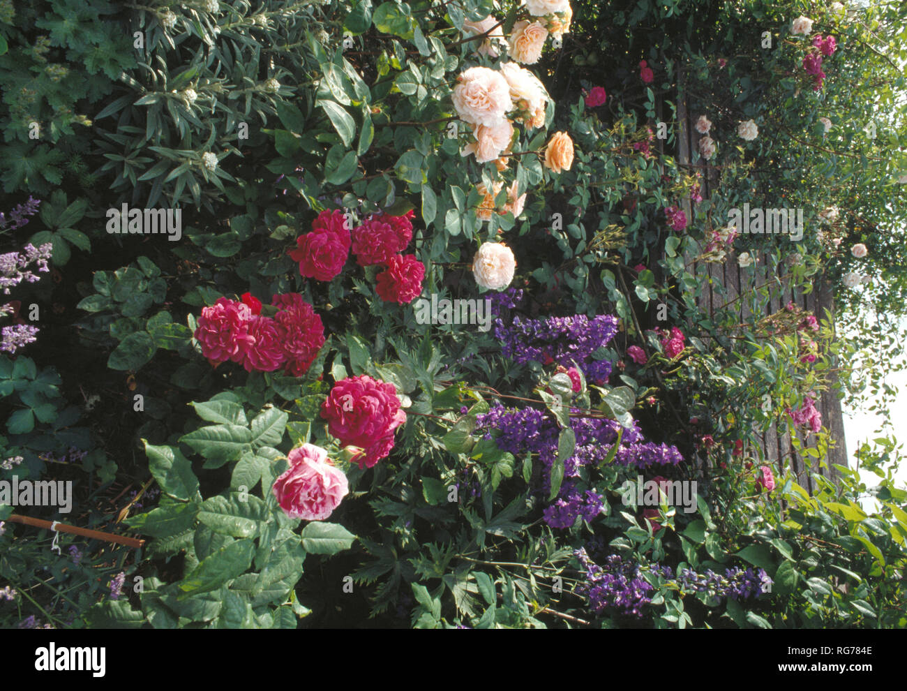 Pink and cream shrub roses in border with blue delphiniums Stock Photo ...