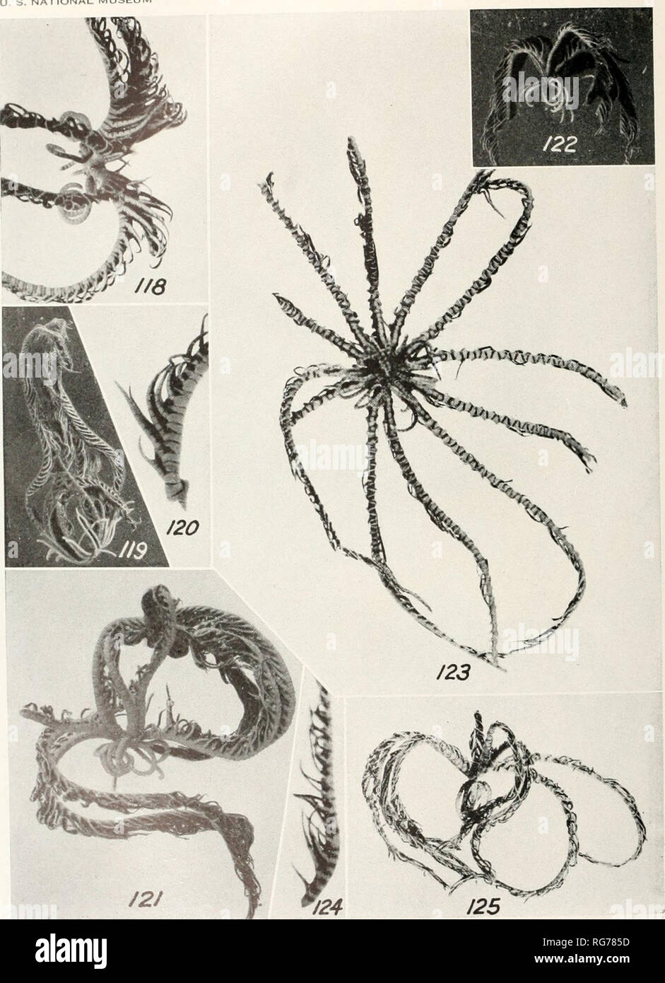 Hartog plate hi-res stock photography and images - Alamy