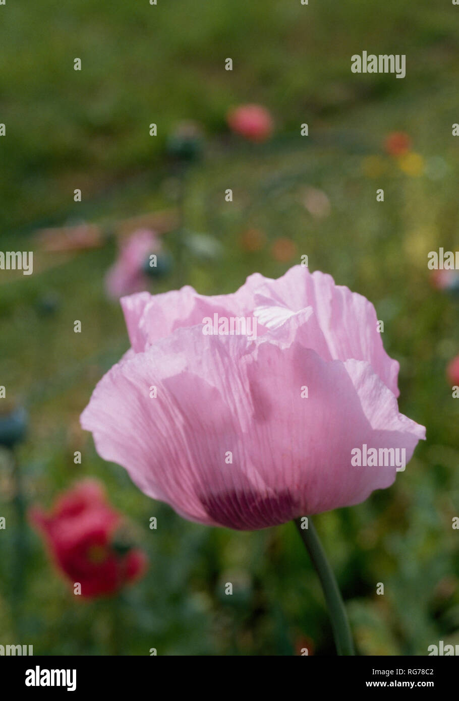 Pink papaver orientale macro hi-res stock photography and images - Alamy