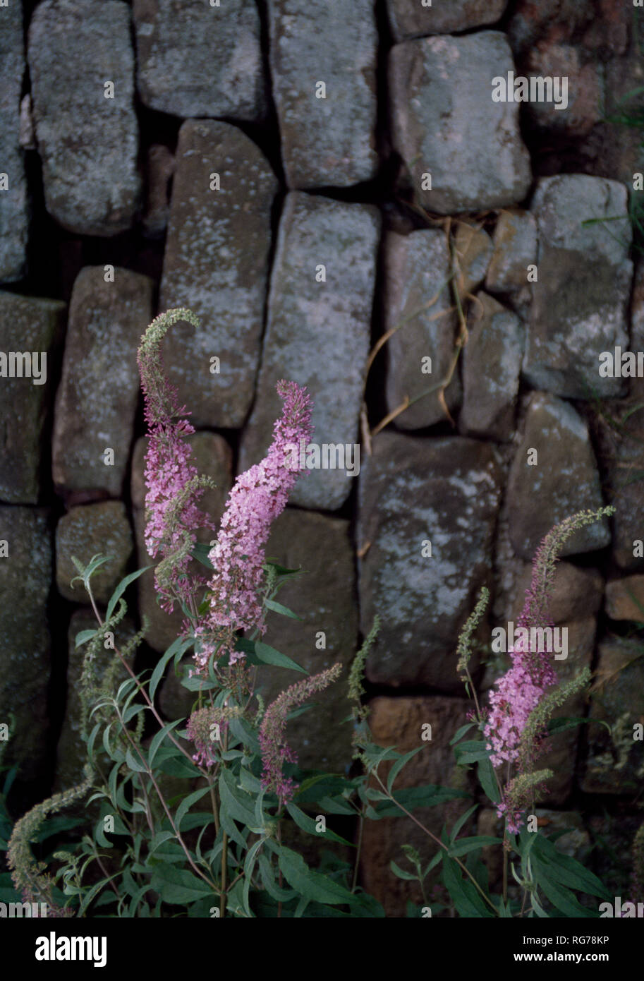 Close-up of pink buddleia against a dry-stone wall Stock Photo - Alamy
