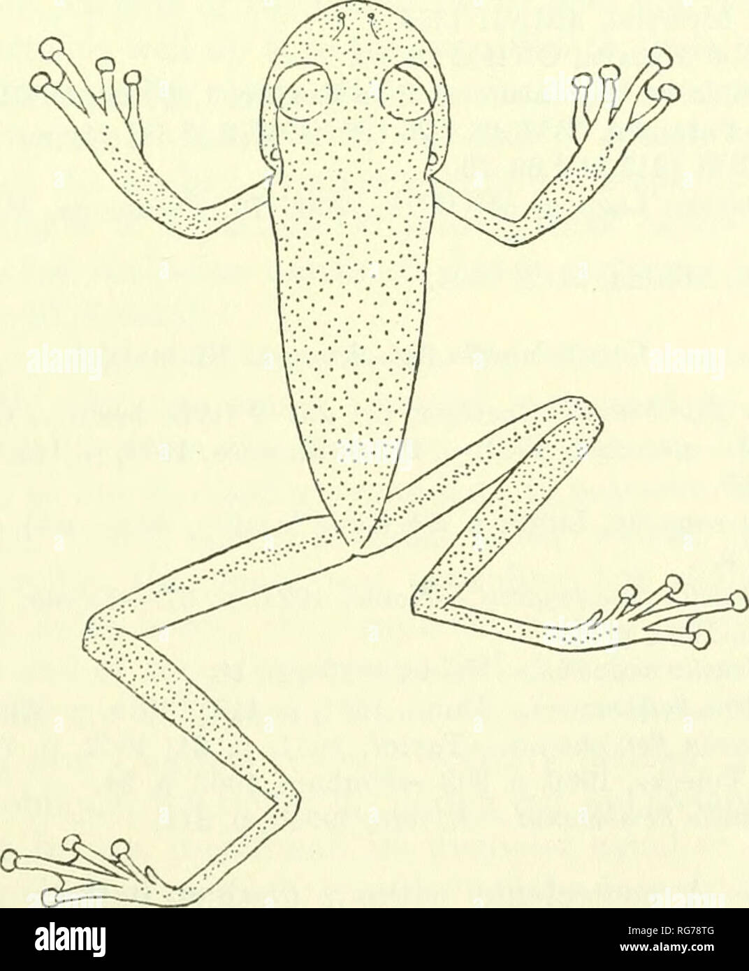 Third eyelid frog hi-res stock photography and images - Alamy