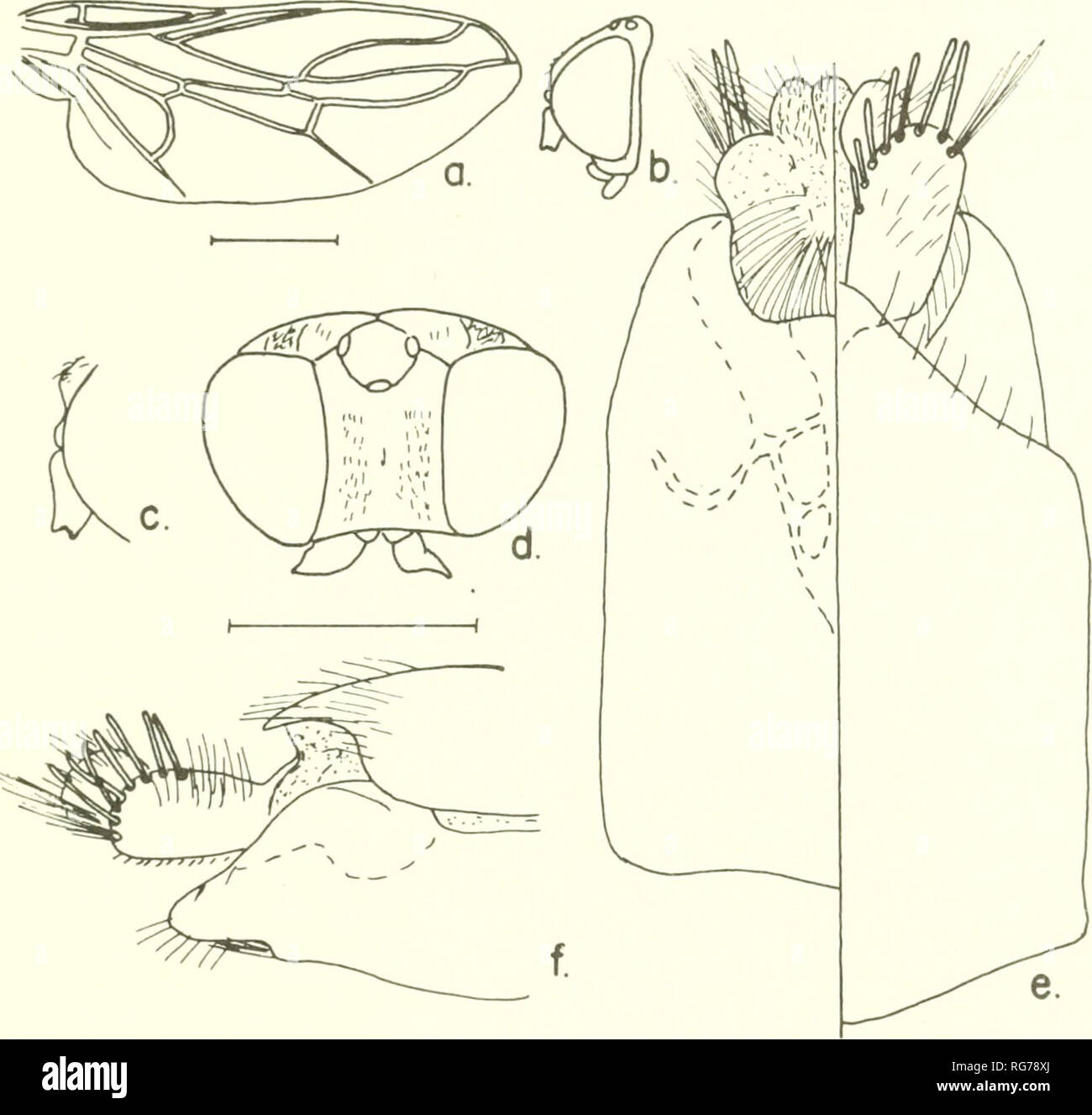 . Bulletin - United States National Museum. Science. SCENOPINIDAE OF ...