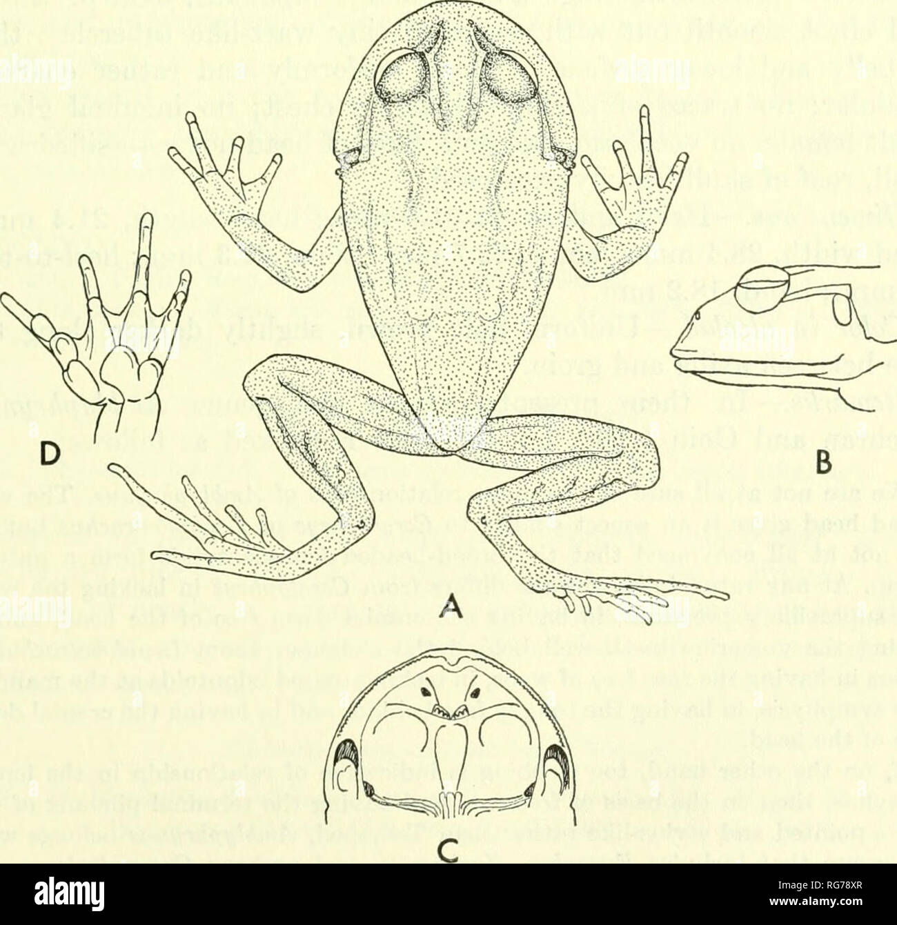Maxillary Teeth Frog