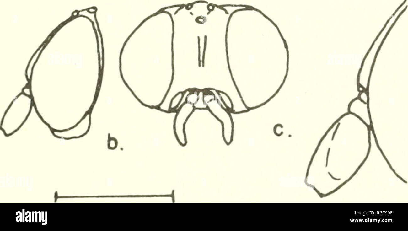 Halter Wing High Resolution Stock Photography and Images - Alamy