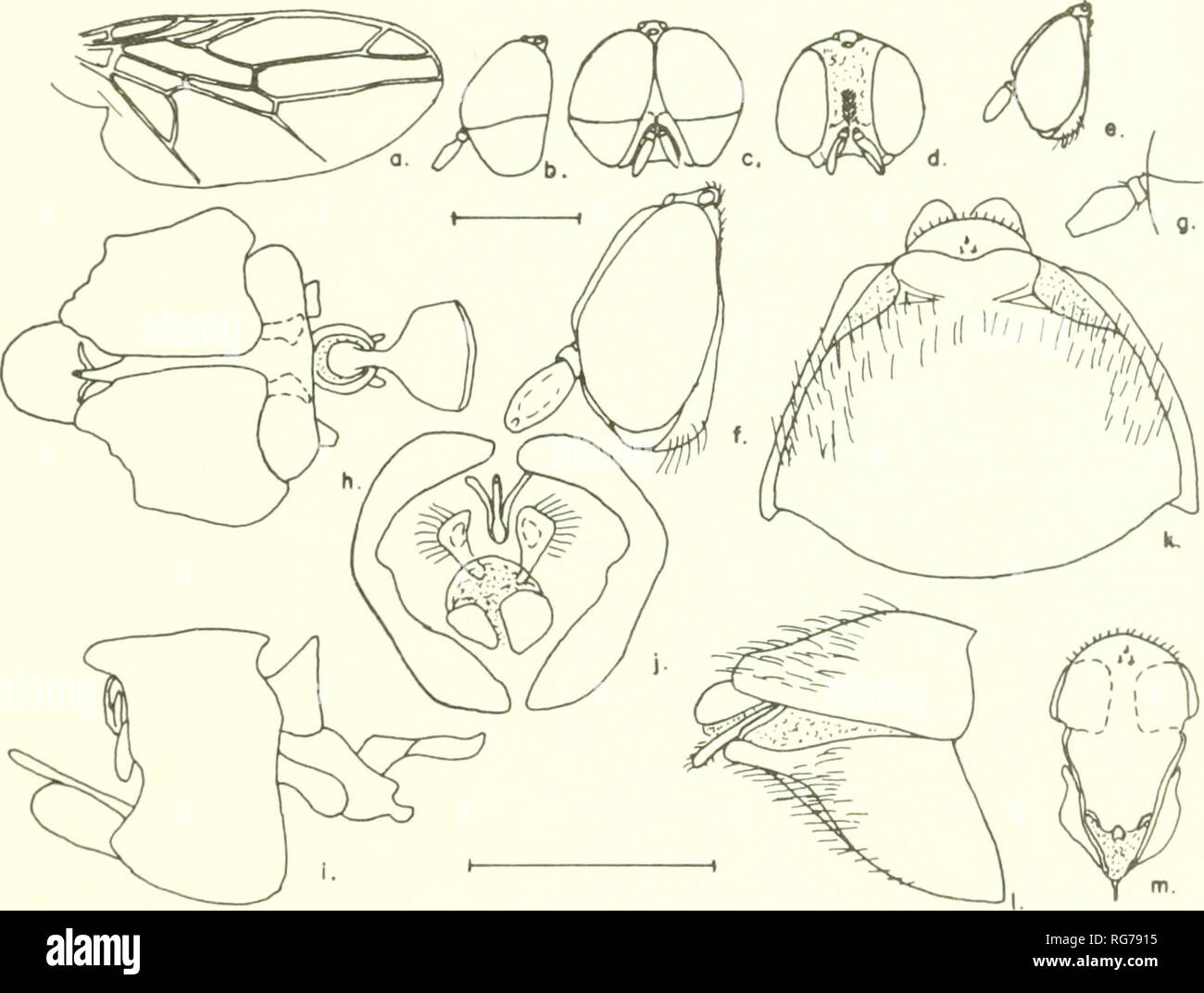. Bulletin - United States National Museum. Science. SCENOPINIDAE OF ...