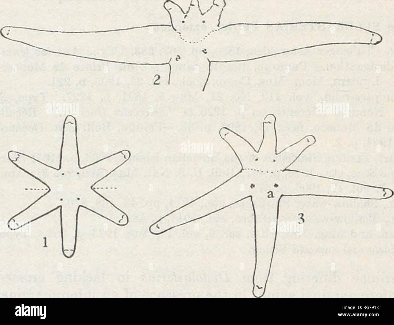 Spatulate teeth hi-res stock photography and images - Alamy