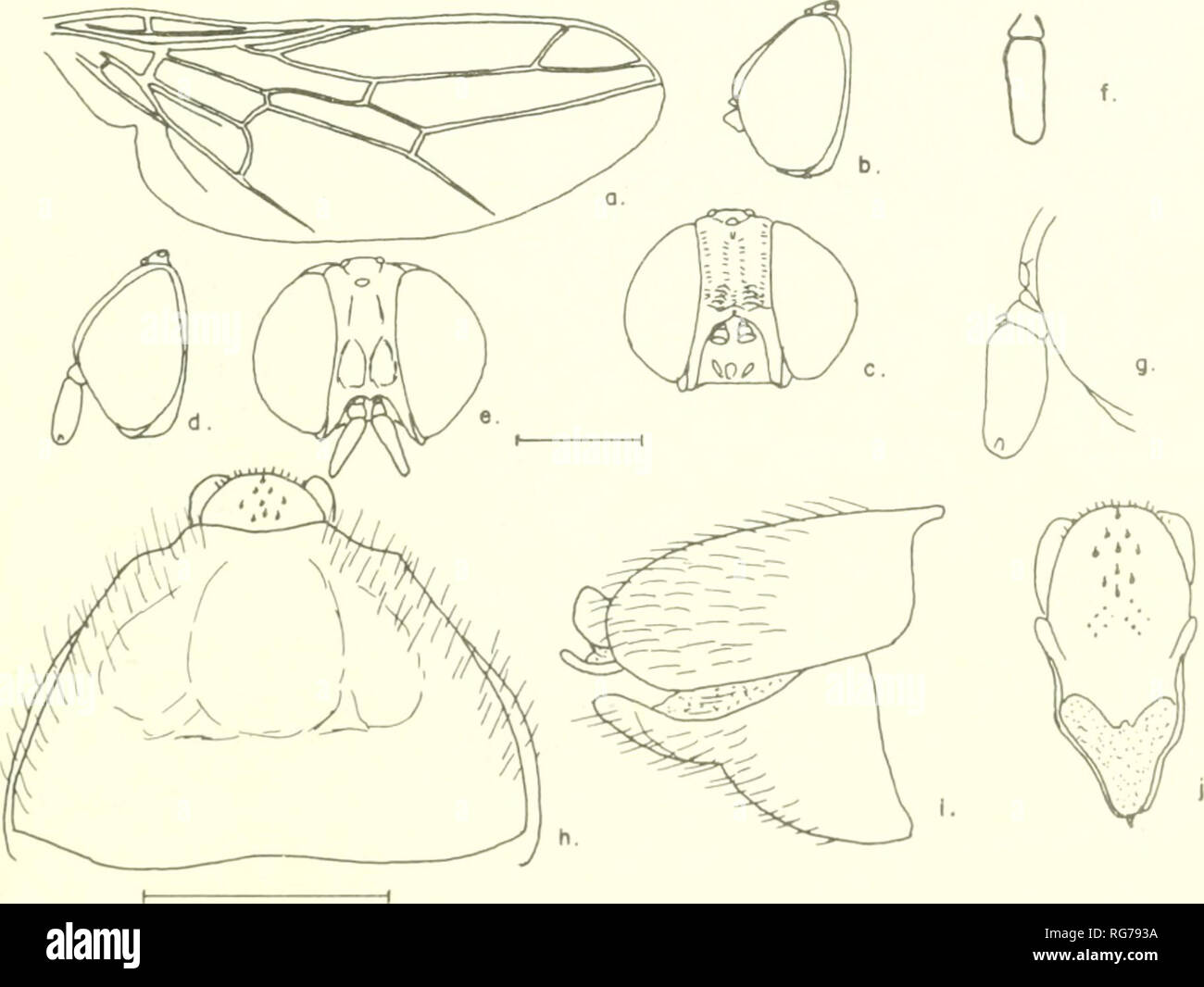 . Bulletin - United States National Museum. Science. SCENOPINIDAE OF ...