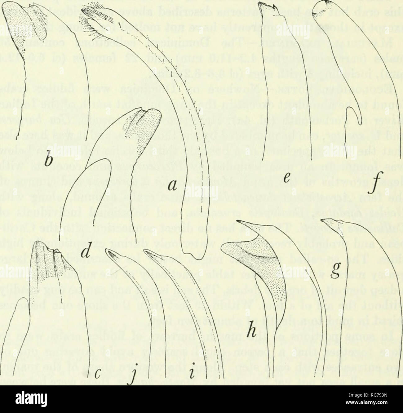 Uca burgersi hi-res stock photography and images - Alamy