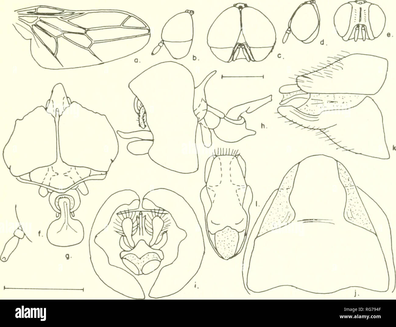 Halter Wing High Resolution Stock Photography and Images - Alamy