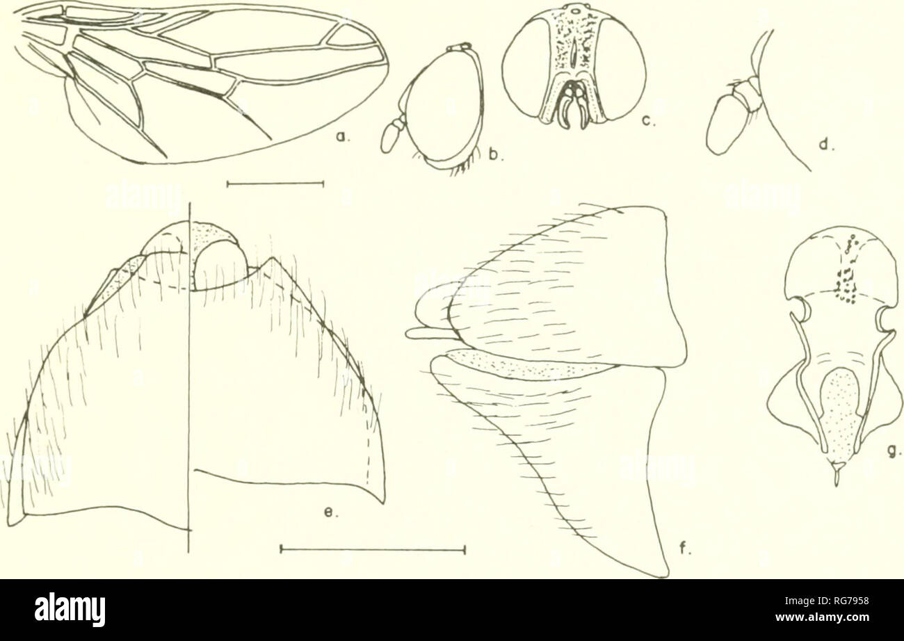 . Bulletin - United States National Museum. Science. SCENOPINIDAE OF ...