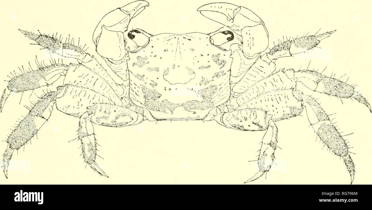 . Bulletin - United States National Museum. Science. DECAPOD ...