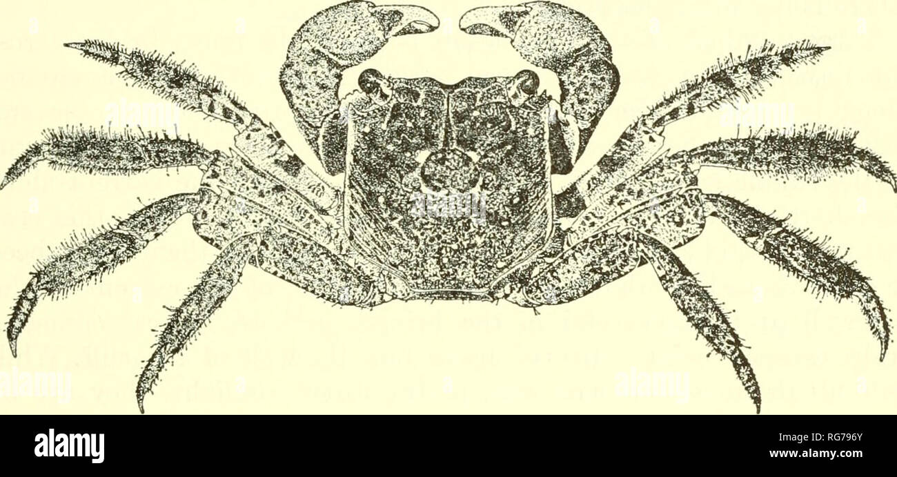 . Bulletin - United States National Museum. Science. DECAPOD ...