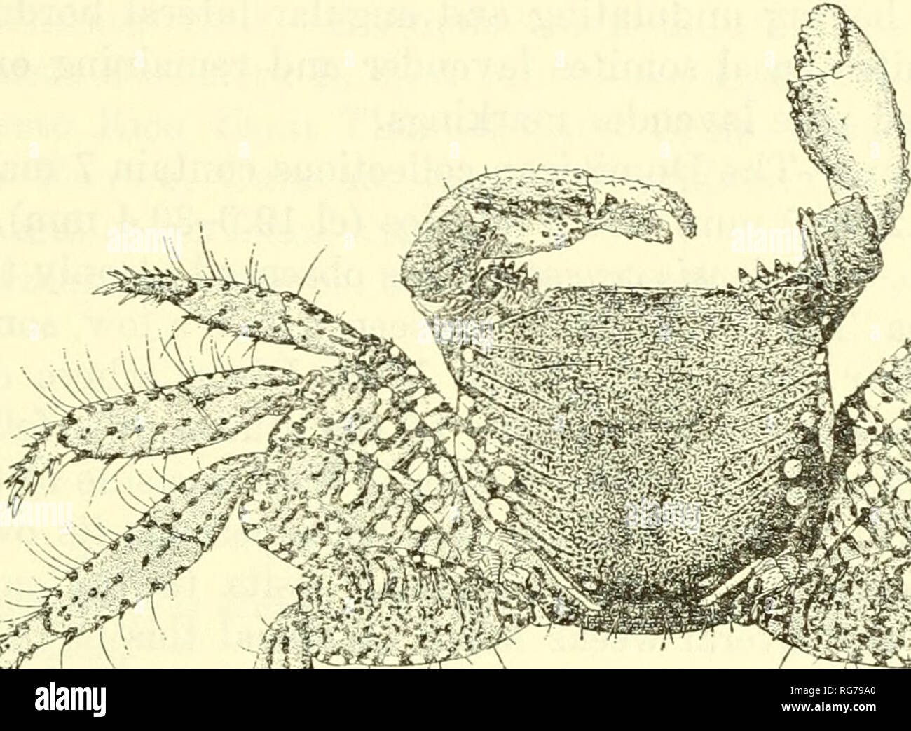 . Bulletin - United States National Museum. Science. DECAPOD ...