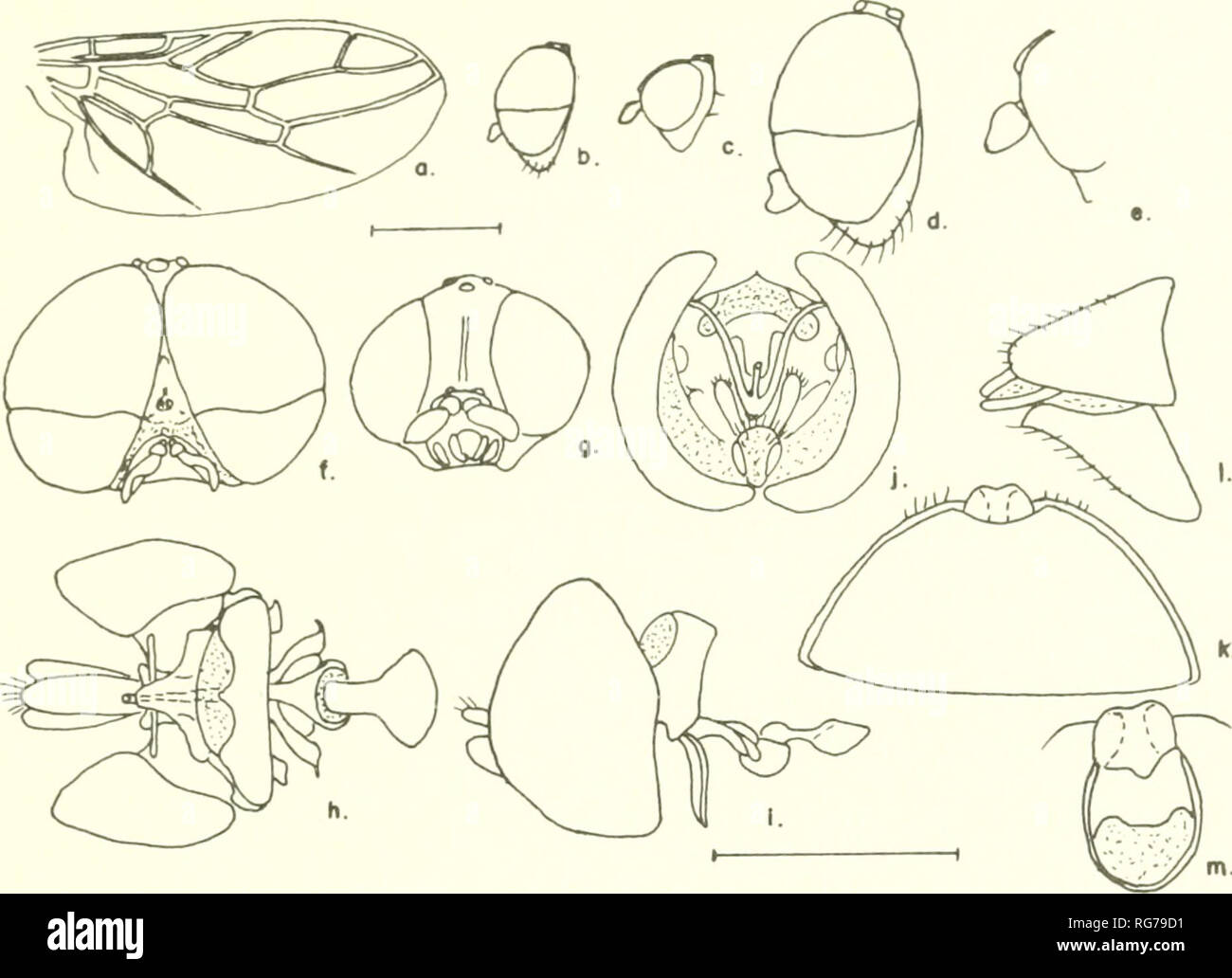 . Bulletin - United States National Museum. Science. SCENOPINIDAE OF ...
