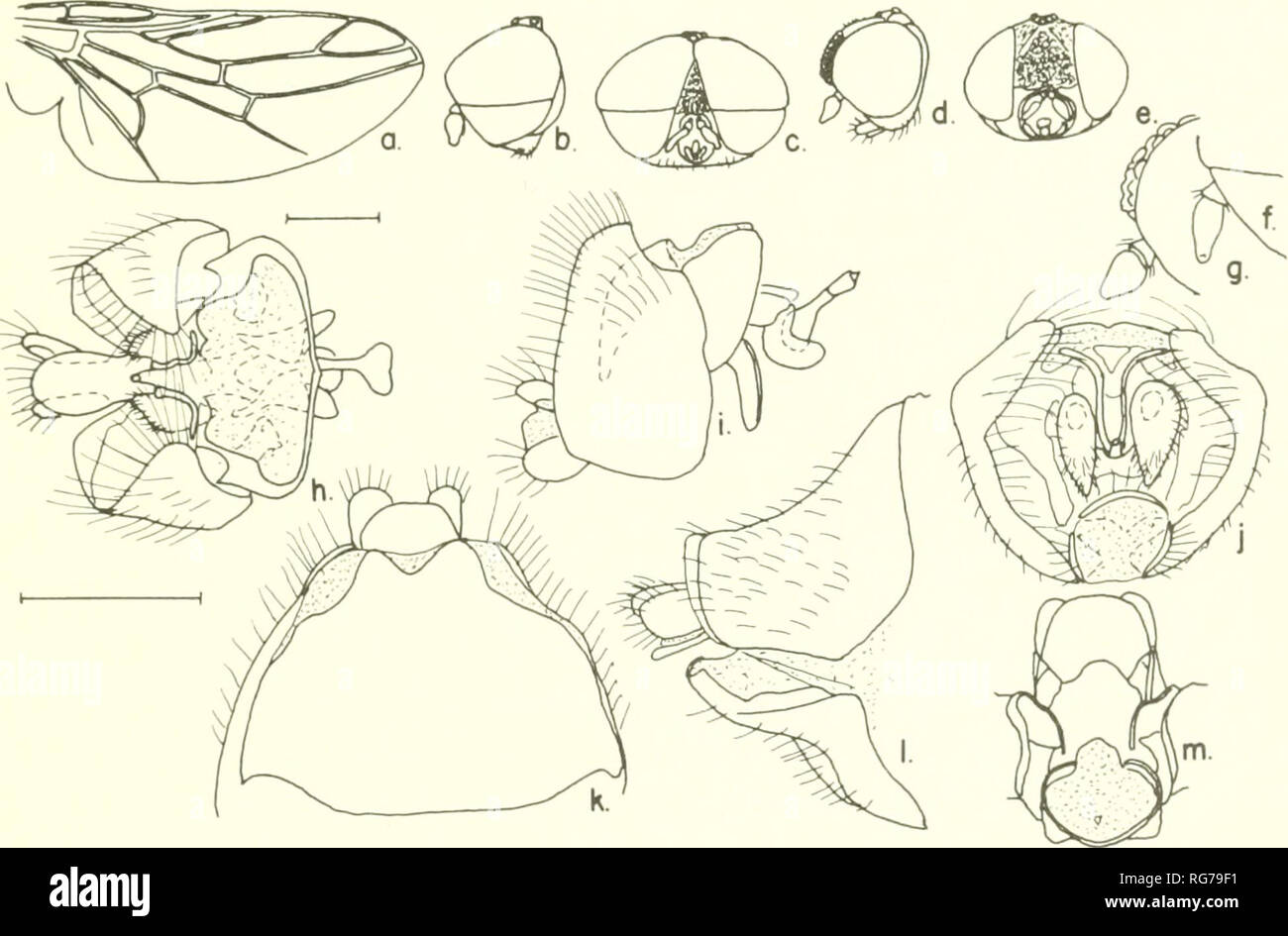 . Bulletin - United States National Museum. Science. SCENOPENIDAE OF ...