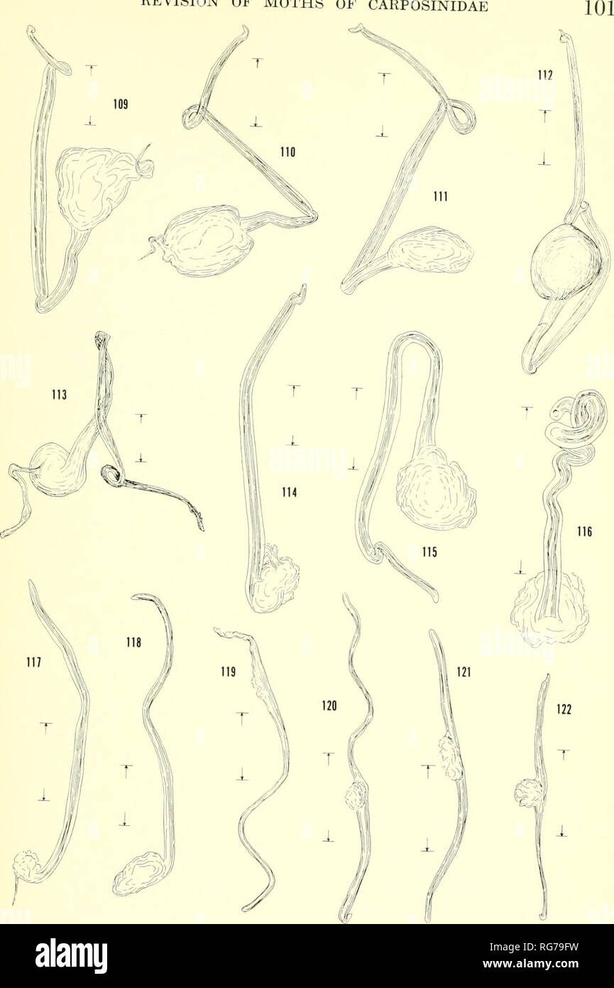 . Bulletin - United States National Museum. Science. REVISION OF MOTHS ...