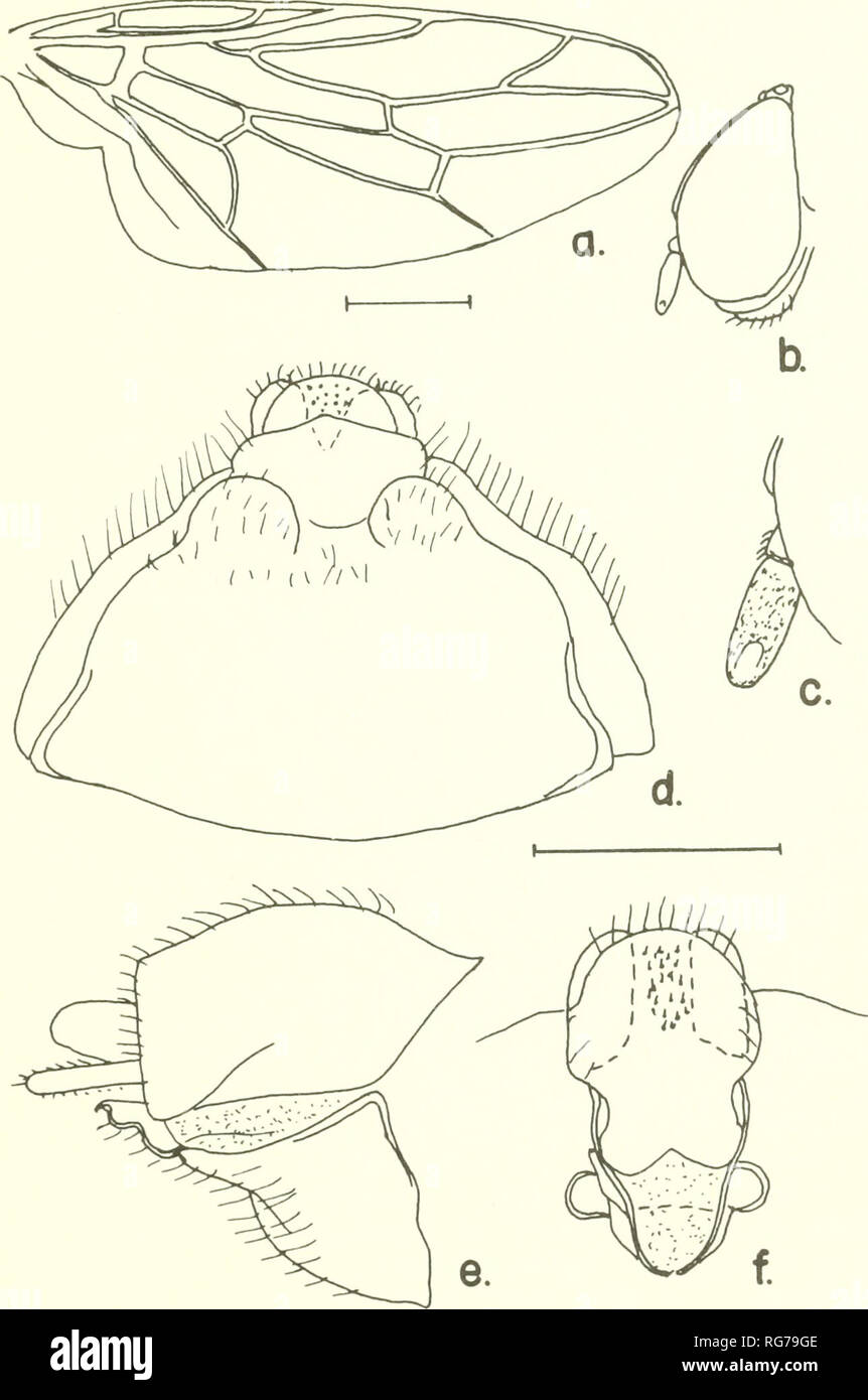 . Bulletin - United States National Museum. Science. SCENOPINIDAE OF ...