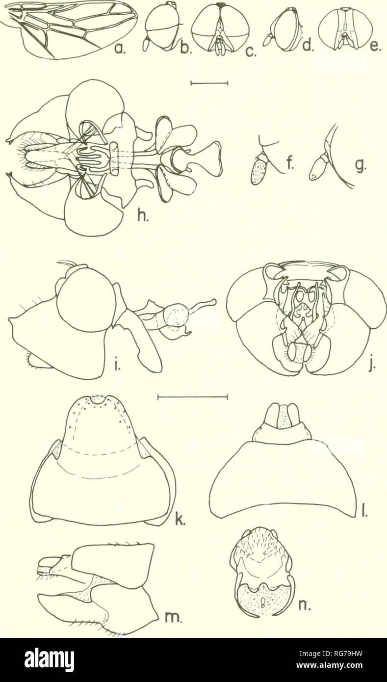 . Bulletin - United States National Museum. Science. SCENOPINIDAE OF ...