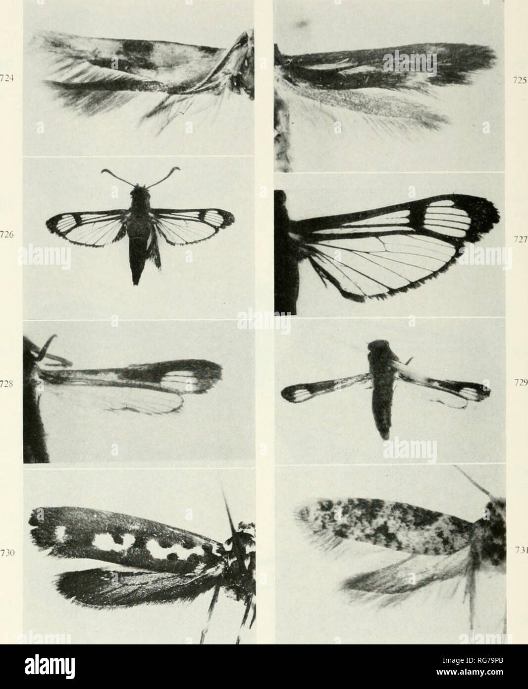 . Bulletin - United States National Museum. Science. 444 U.S. NATIONAL ...