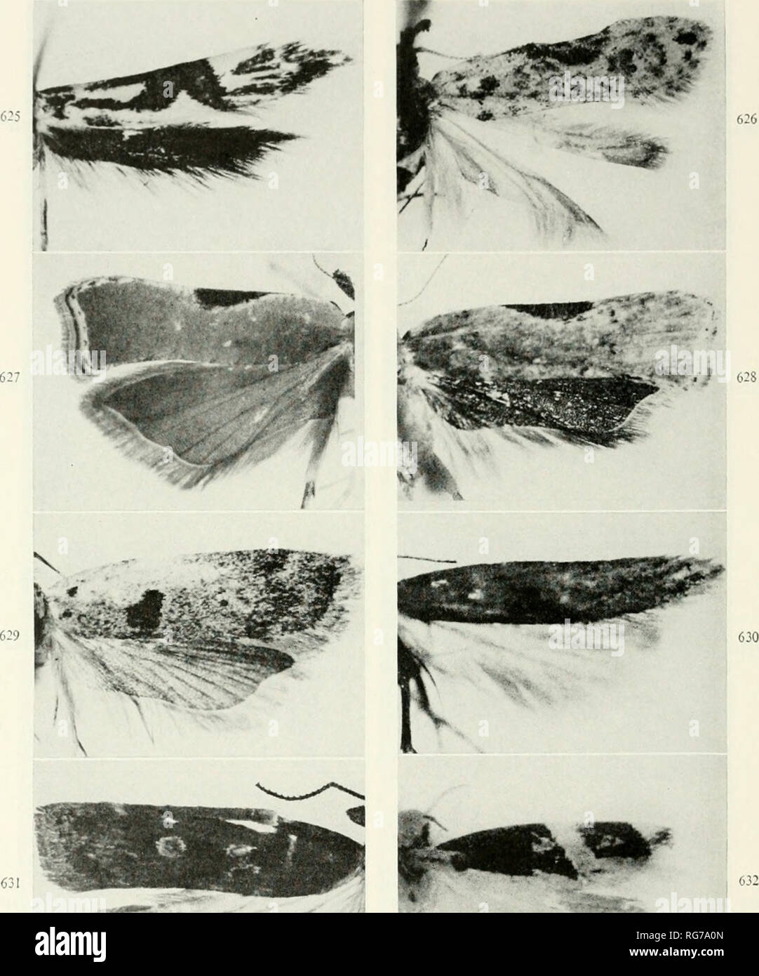 . Bulletin - United States National Museum. Science. 432 U.S. NATIONAL ...