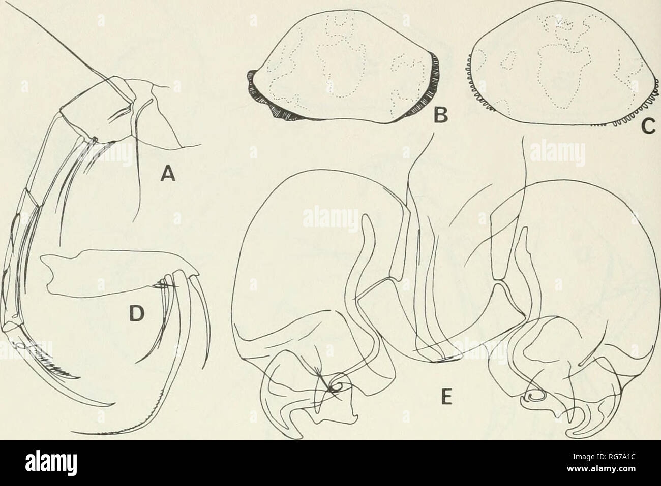 Denticulation High Resolution Stock Photography and Images - Alamy