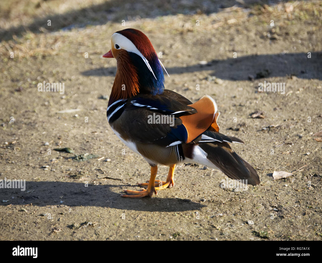 Colorful male mandarin duck, aix galericulata, anatra mandarina ...