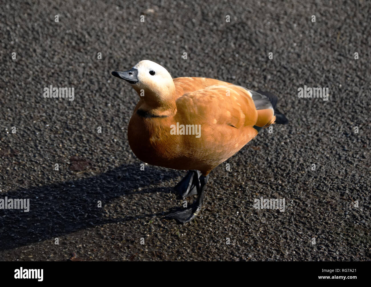 Ruddy shelduck ducklings hi-res stock photography and images - Alamy