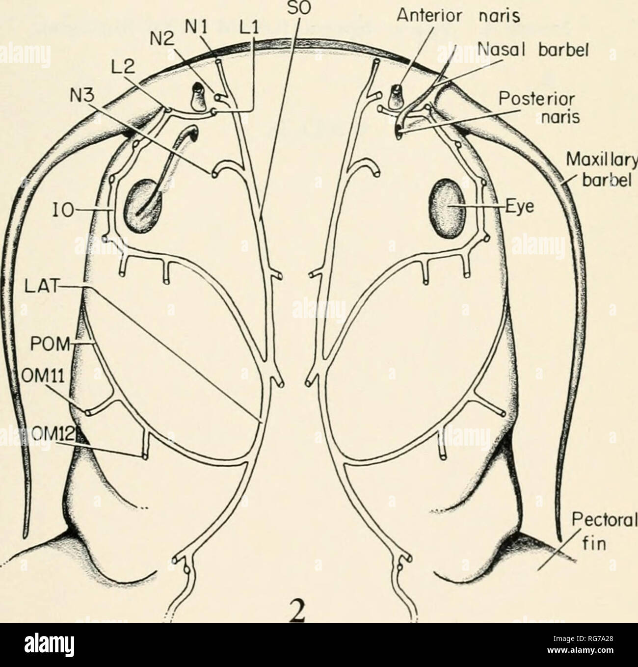 Maxillary barbel hi-res stock photography and images - Alamy