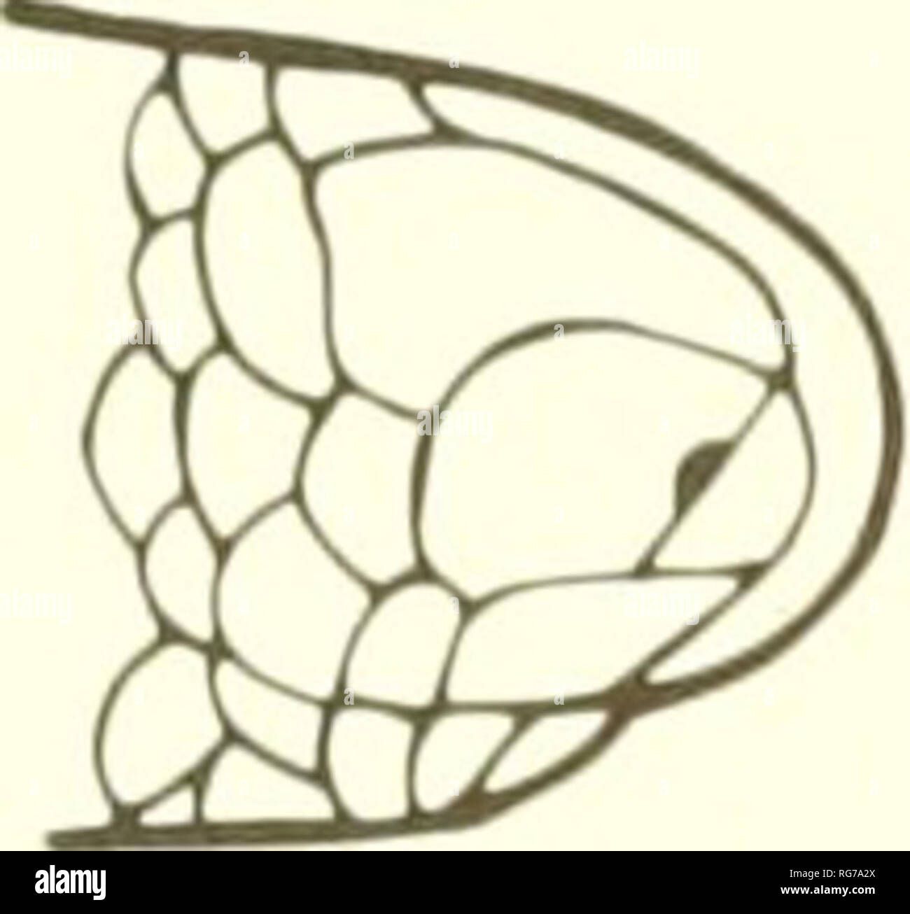 Anomalepididae hi-res stock photography and images - Alamy