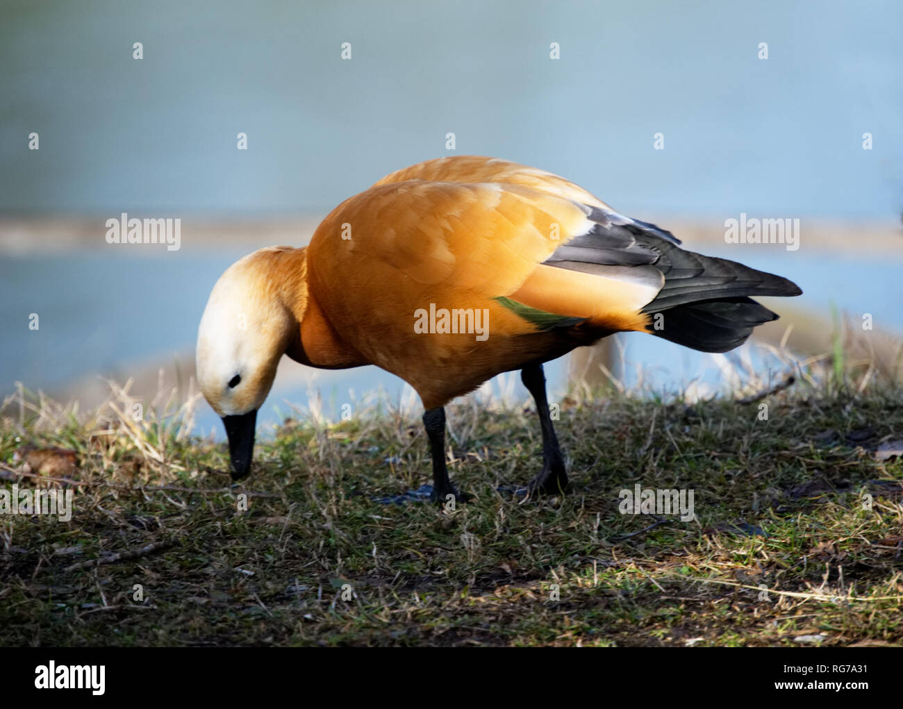 Ruddy shelduck ducklings hi-res stock photography and images - Alamy