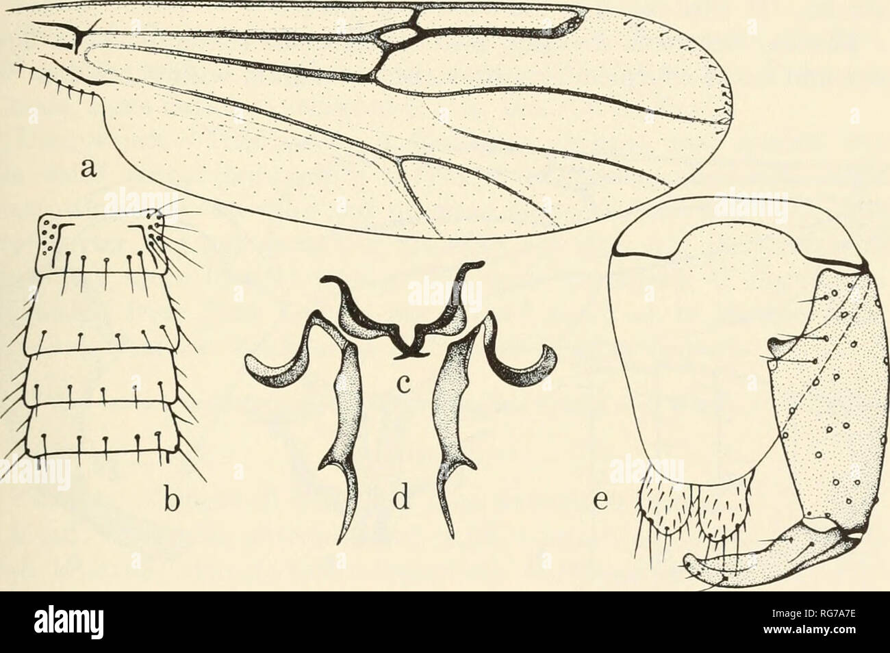 Tarsomeres hi-res stock photography and images - Alamy