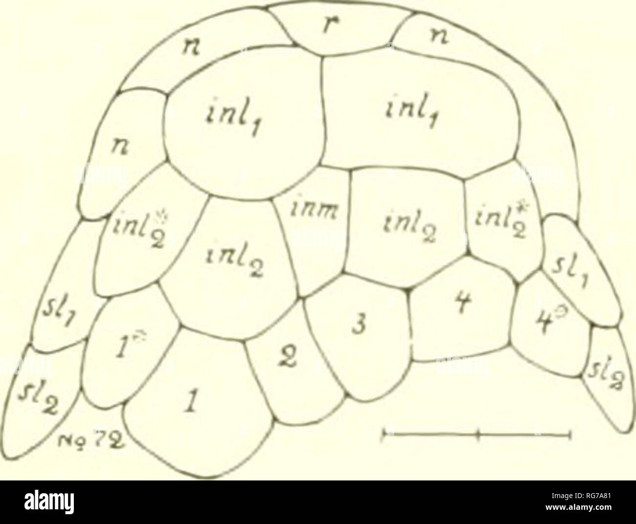 Serpentes do brasil hi-res stock photography and images - Alamy