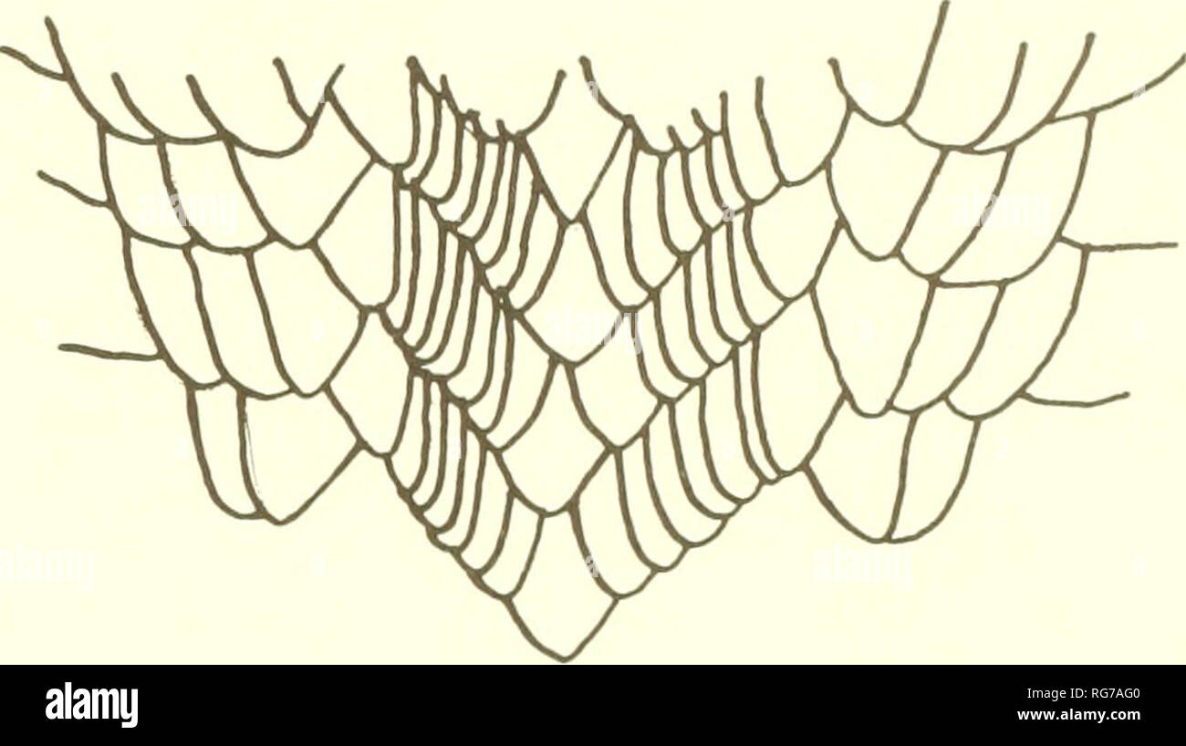 . Bulletin - United States National Museum. Science. Fig. 10. Normal ...
