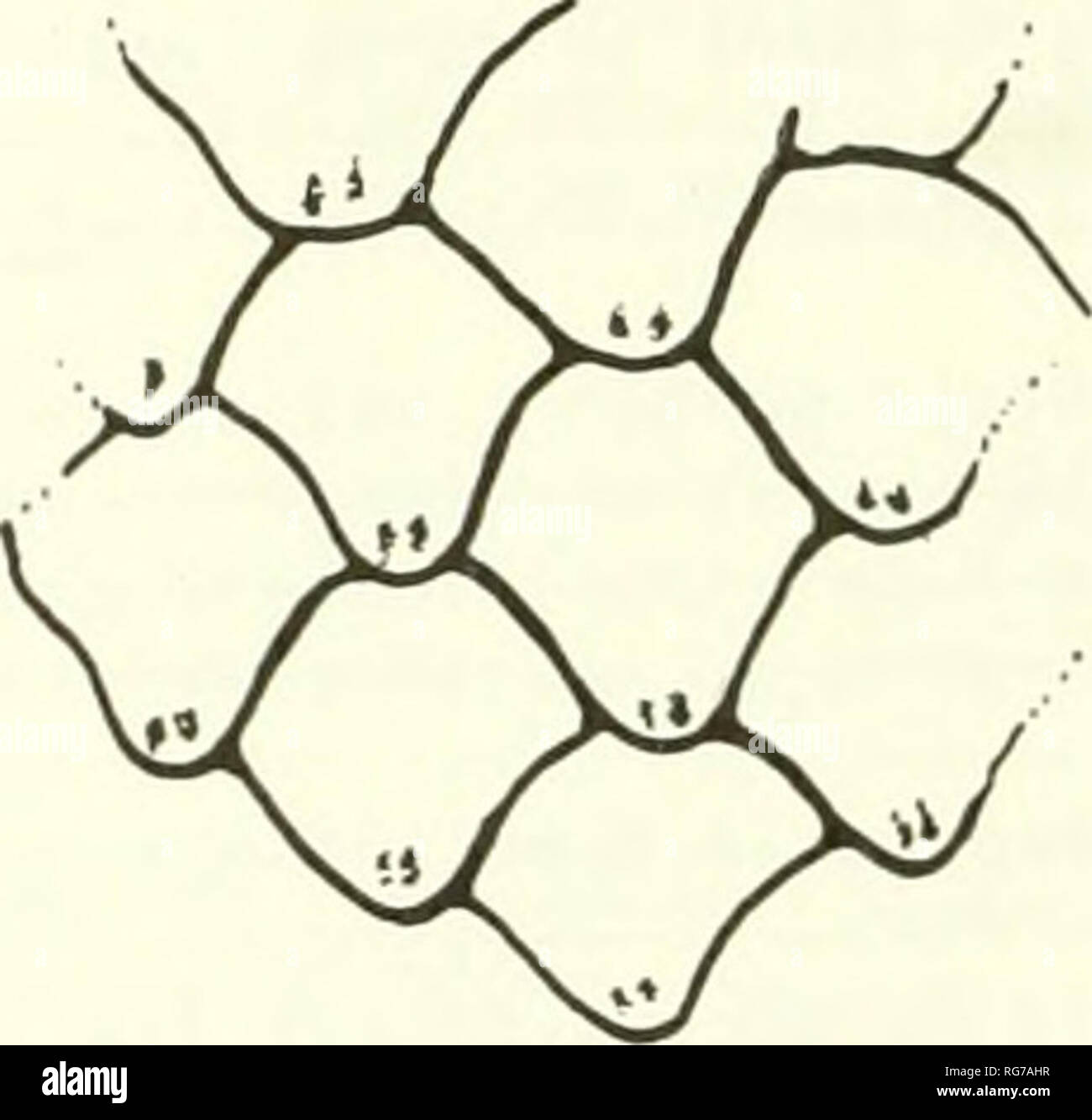 . Bulletin - United States National Museum. Science. Fig. 6. Dorsal ...