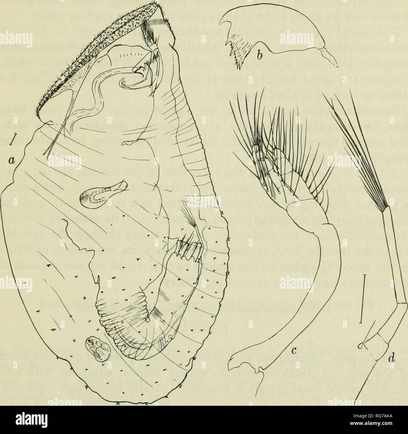 . Bulletin - United States National Museum. Science. THE BURROWING ...