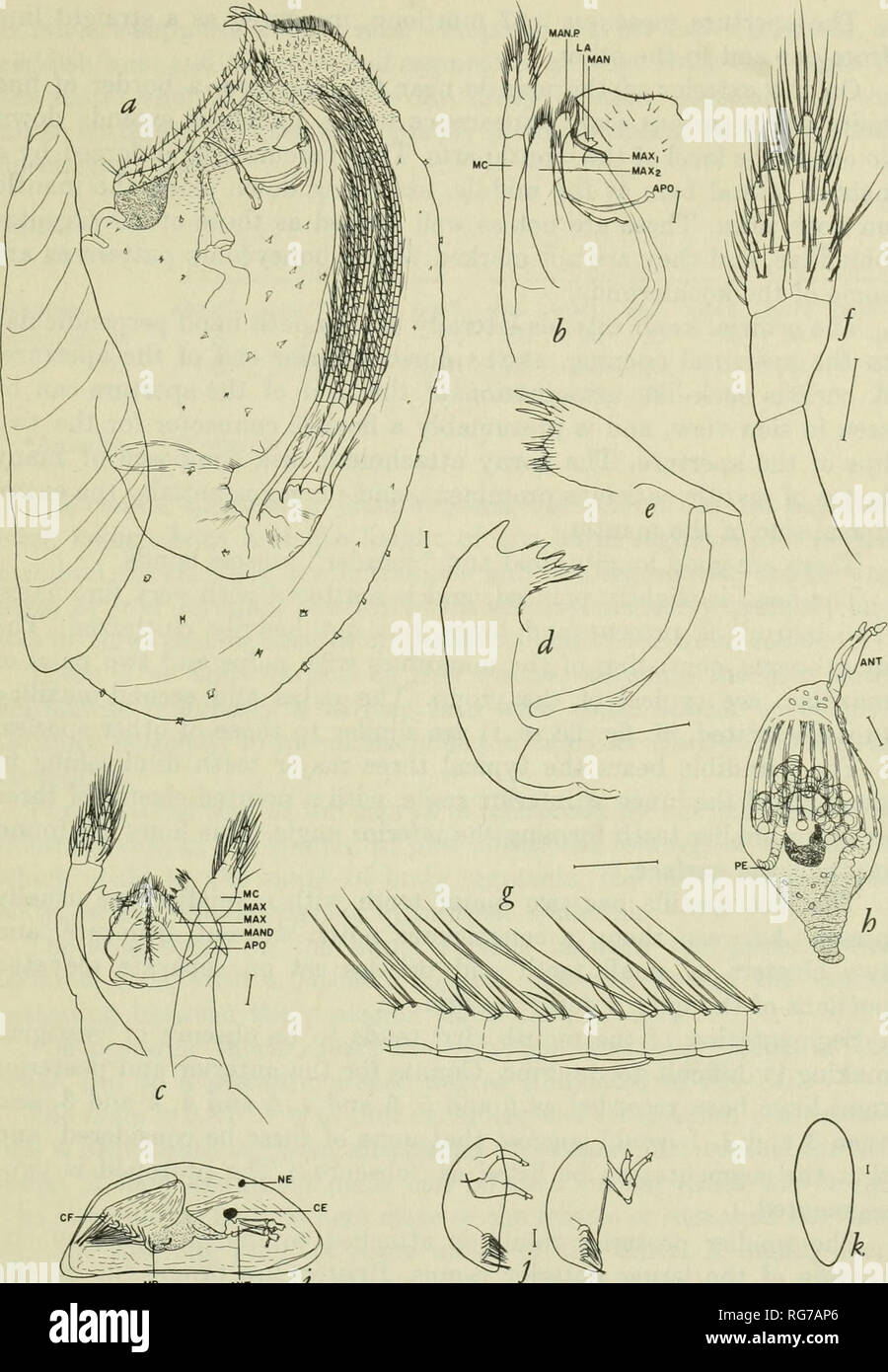. Bulletin - United States National Museum. Science. THE BURROWING ...